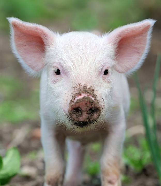 8 Pigs Who Are Here to Brighten Your Day - ChooseVeg