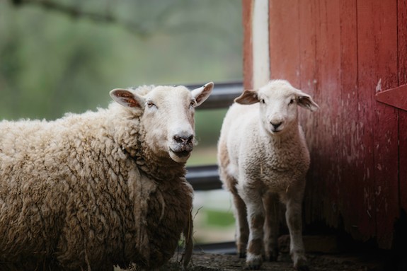 These Astounding Photos of Farmed Animals Will Inspire You to Protect ...