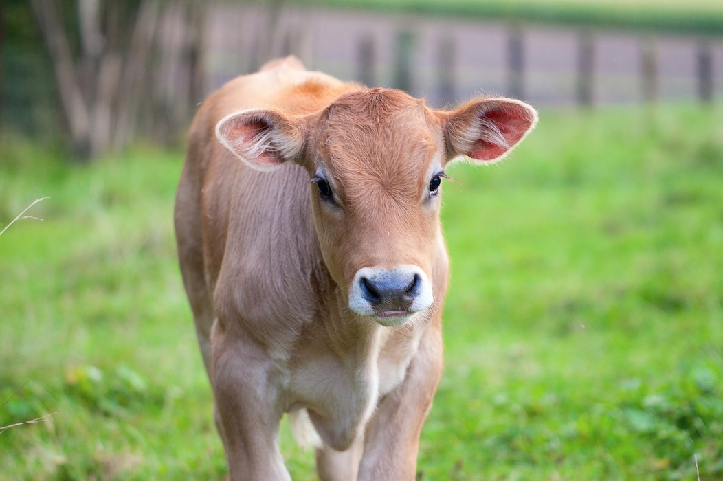 Literally Just 11 Adorable Pictures of Baby Cows - ChooseVeg